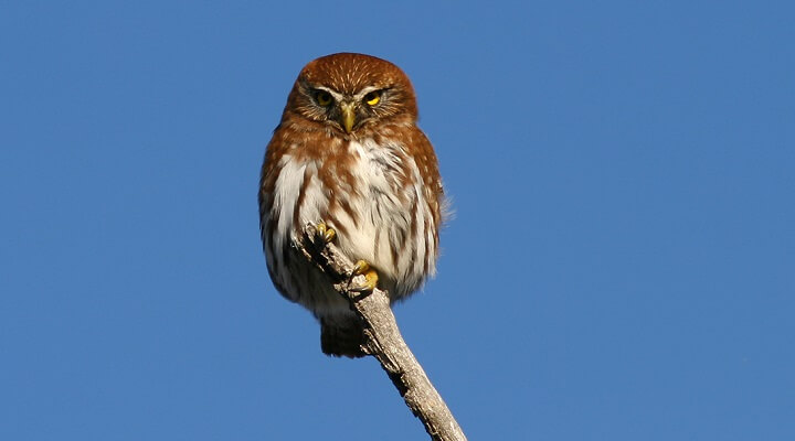 Aprende todo sobre el búho-caburé